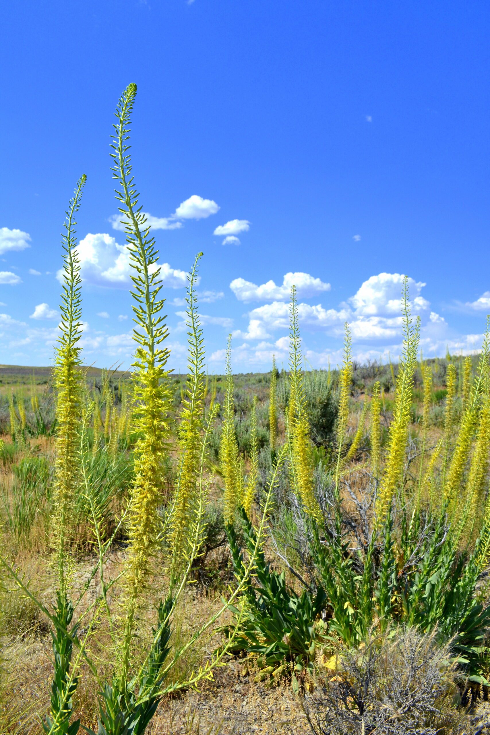 About Us | Great Basin Native Plant Project