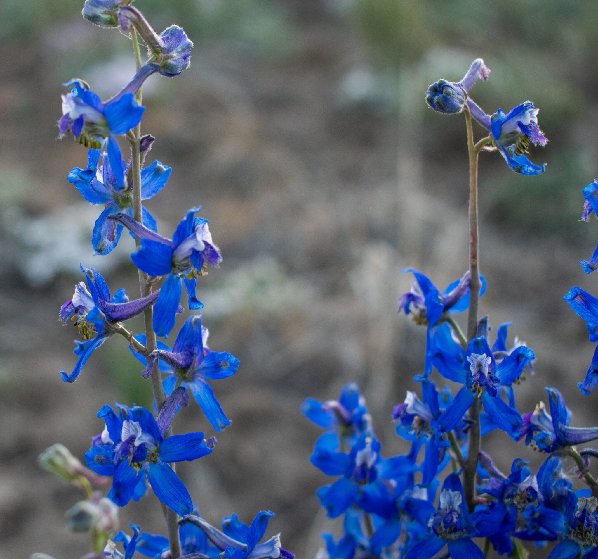 About Us | Great Basin Native Plant Project