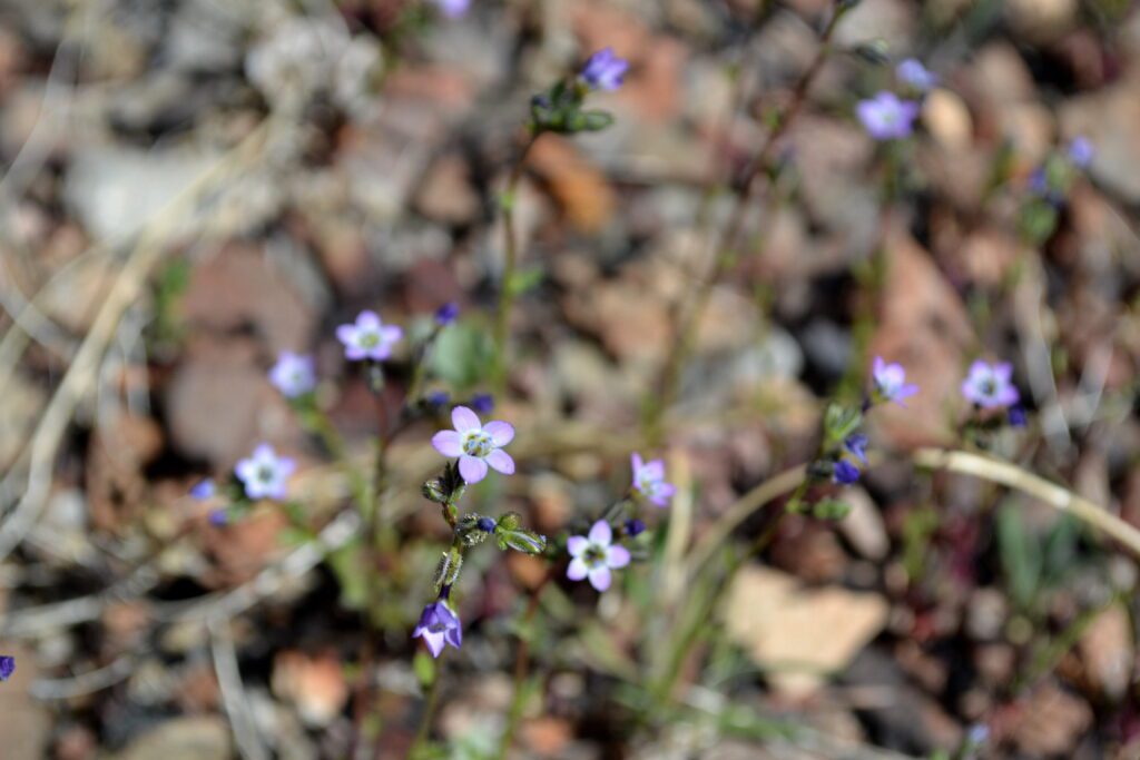 About Us | Great Basin Native Plant Project