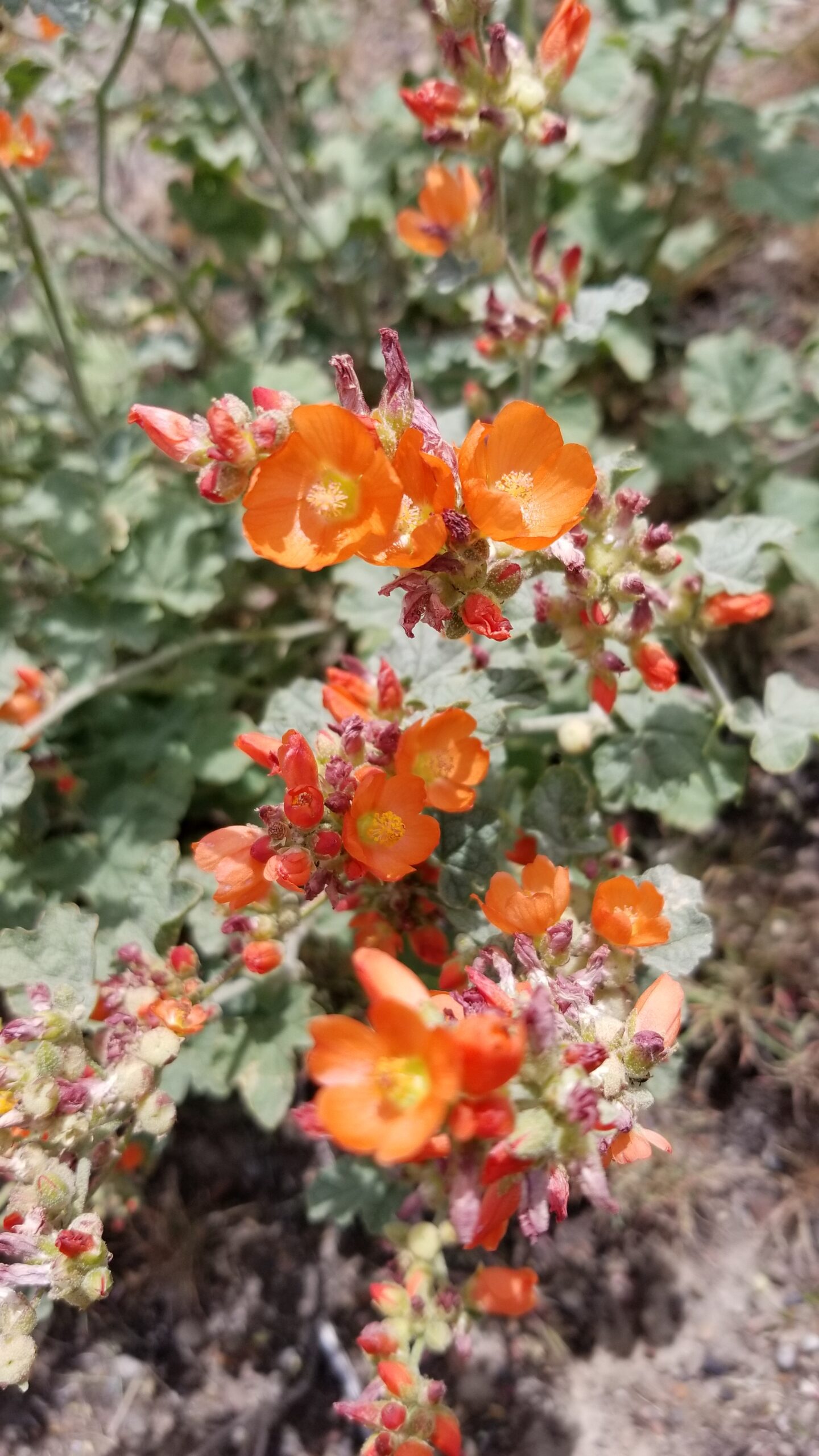 About Us | Great Basin Native Plant Project