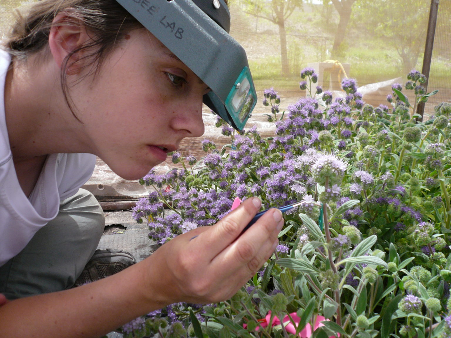 About Us | Great Basin Native Plant Project